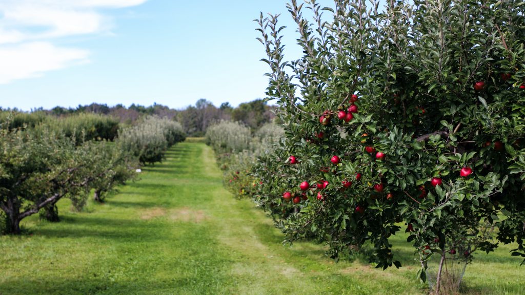 Cultivating Success: A Comprehensive Guide To Effective Orchard ...